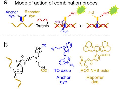 A New Phosphoramidite Enables Orthogonal Double Labelling To Form Combination Oligonucleotide