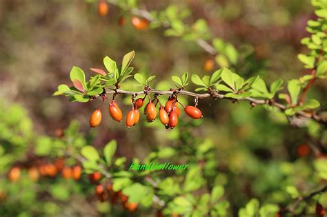 일본매자나무 열매 매자나무과 매자나무속