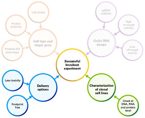 Successful Crispr Knockout Experiments—heres What To Consider Before Starting Part Ii