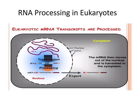 RNA Processing Post Transcriptional Modifications Splicing Capping Poly A Tail RNA Editing