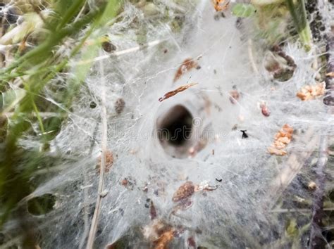 Cobweb Or Spider Web Nest Vortex In Green Grass With Tiny Fallen Leaves On The Ground Stock