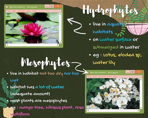 Mesophytes Definition Scotoactive Stomata Occur In A Succulent