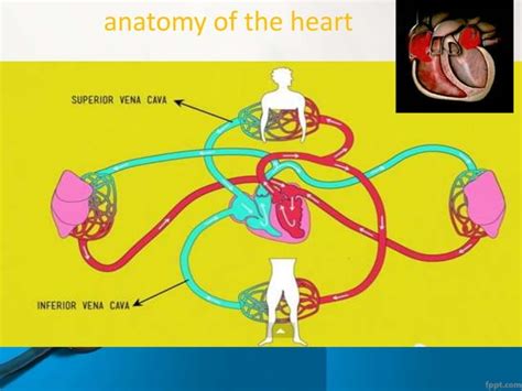 Chapter 1 Cardiovascular System Ppt
