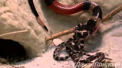 Коралловая змея пожирает крысиную змею Youtube
