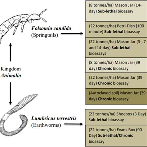 Quadriptych Of Modified Evans Boxes With An Operable Door A Filled Download Scientific Quadriptych Of Modified Evans Boxes With An Operable Door A Filled Download Scientific