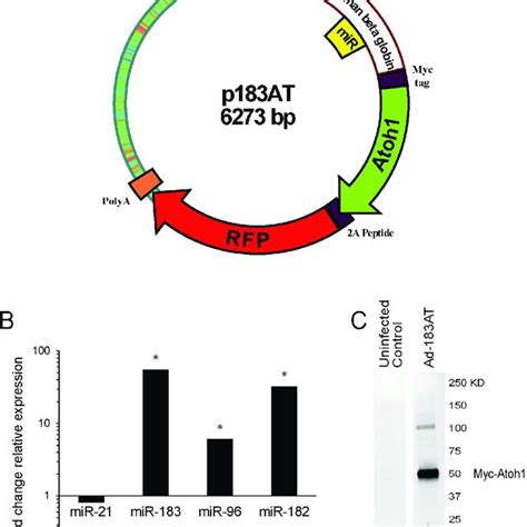 Expression Vector Design And Validation A Schematic Diagram Of The Download Scientific