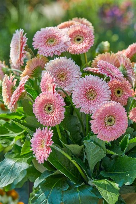 Gerbera Daisy Garden