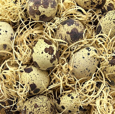 메추라기 달걀 건초 Pixabay의 무료 사진 Pixabay