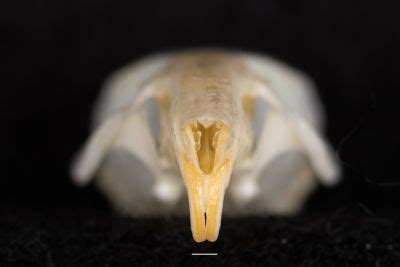 Mus Musculus Whiskerwiki
