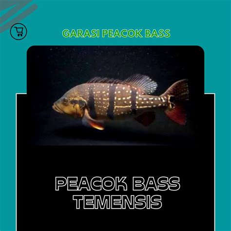 Jual Peacok Bass Temensis Vene Shopee Indonesia