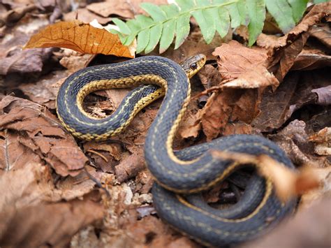Garter Snake