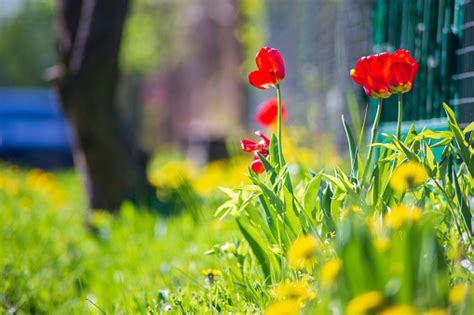 여름의 화창한 날에 꽃이 가까이 다가온다 자연을 테마로 한 디자인과 프로젝트를 위한 흐릿한 배경의 아름다운 자연 시골 풍경 0명에 대한 스톡 사진 및 기타 이미지 Istock