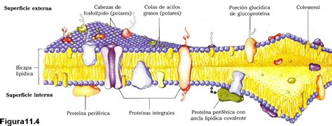 Proteinas On Emaze
