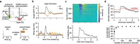 Strong Effect Of Activating Vta Gabaergic Neurons On Reward Evoked