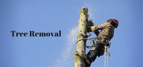 Tree Lopping Brisbane Southside Tree Management Brisbane Southside