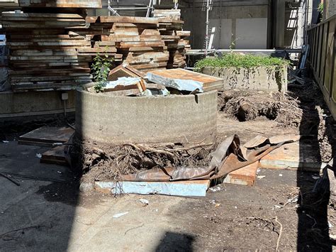 DAMAGE FROM TREE ROOTS IN A LANDSCAPE DESIGN