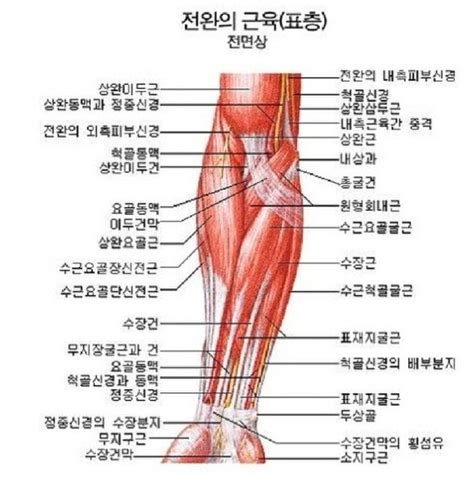 인체 해부학 팔근육의 명칭과 종류 네이버 블로그