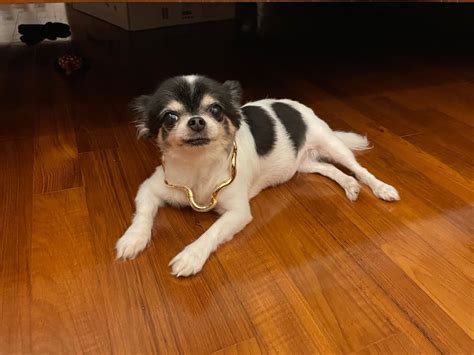 我家吉娃娃超可愛 不服來辯 寵物板 Dcard