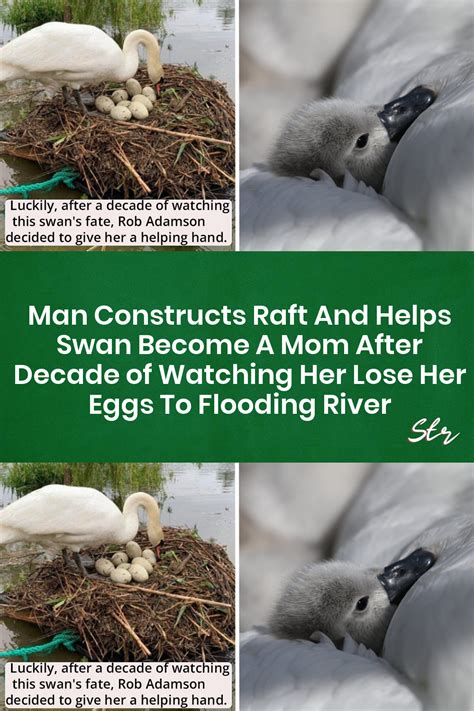Man Constructs Raft And Helps Swan Become A Mom After Decade Of