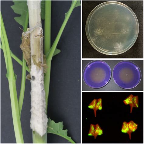 Sclerotinia Sclerotiorum A Pathogen Profile Whatever Crop You Grow