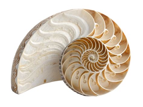 Nautilus Shell Spiral Geometry Natures Divine Proportion Golden Ratio