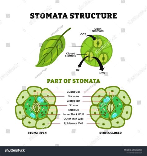 Open And Closed Stomata Diagram Illustration Of Biology Stomata