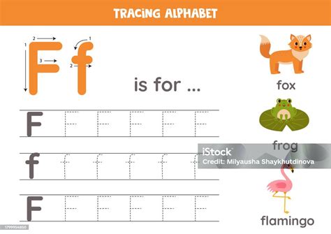 영어 알파벳의 모든 글자를 추적합니다 어린이를 위한 유치원 활동 대문자와 소문자 쓰기 F 개구리 플라밍고 여우의 귀여운 그림입니다 인쇄 가능한 워크시트 0명에 대한 스톡