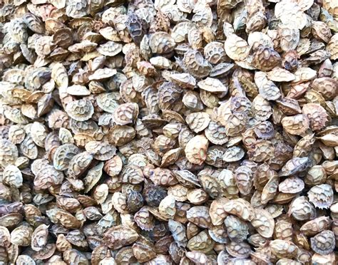 Wildflower Seed Packets A Z Find Your Favorite British Native Wildflower