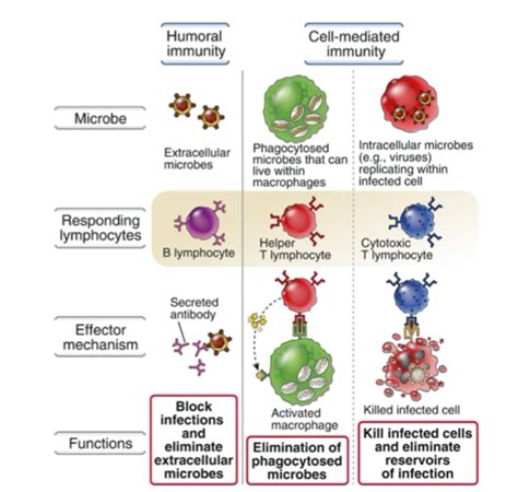 Lecture 6 Adaptive Immune System Flashcards Quizlet