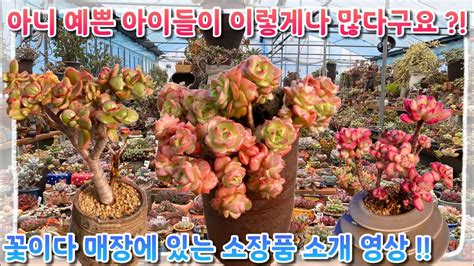 꽃이다 소장품들이 이렇게나 예쁘다구요 울긋불긋 봄을 맞은 어여쁜 다육이들 지금 바로 시청하세요 Youtube