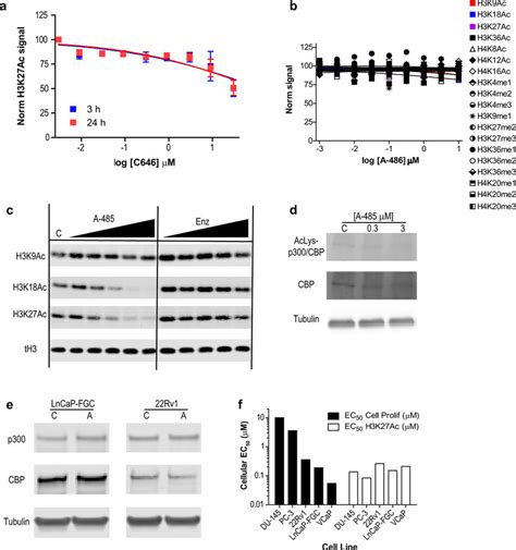 A 485 Is More Potent Than C646 And Decreases P300 Cbp Auto Acetylation Download Scientific