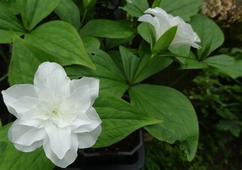 Trillium Grandiflorum Flore Pleno