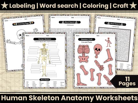 Human Skeleton Labelling Worksheets Label The Bones Activity Craft Word