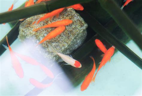 金魚の原点和金を飼育してみよう 本日も金魚日和