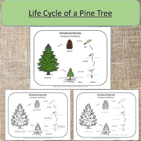 Life Cycle Of Deciduous Tree Worksheet Etsy