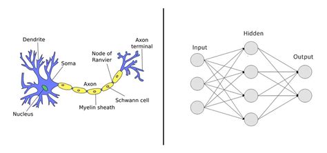 Artificial Neural Network And Biological Neural Network