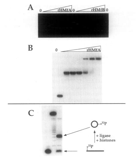Assays Of Archaeal Histone Dna Interactions A Agarose Gel Shift Download Scientific Diagram