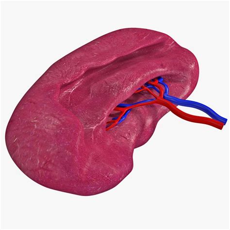 Spleen 3d Models For Download Turbosquid