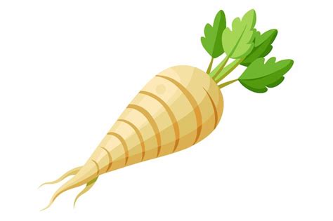 Premium Vector Parsnip Vector Illustration Isolated In White Background Premium Vector Parsnip Vector Illustration Isolated In White Background
