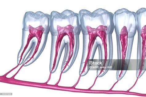 치과 뿌리 해부학 엑스레이 보기 의학적으로 정확한 치과 3d 일러스트레이션 구강에 대한 스톡 사진 및 기타 이미지 구강 둥근 돌출부 디지털 생성 이미지 Istock