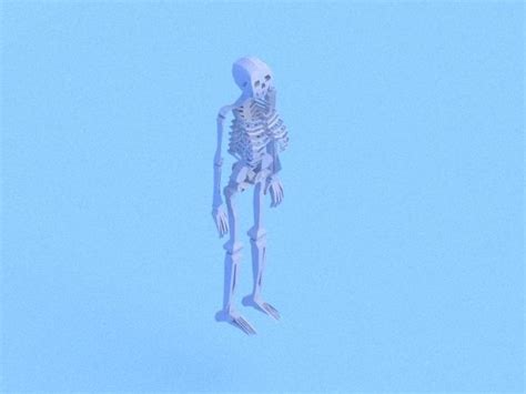Low Poly Anatomic Skeleton Free VR AR Low Poly D Model Rigged CGTrader