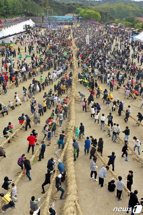 당진 기지시 줄다리기 축제 네이트 뉴스