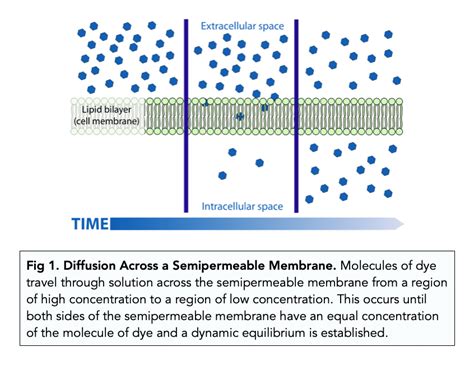 Equilibrium Biology Diffusion