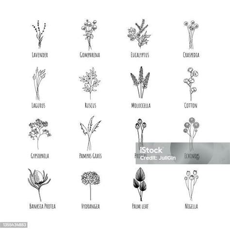 라벤더 곰프렌 유칼립투스 크라스페디아 라구루스 러스커스 코튼 석고필라 팜파스 프로테아 에치노프 뱅크시아 호르텐시아 팔마 니겔라 편집 가능한 선입니다 안개꽃에 대한 스톡 벡터