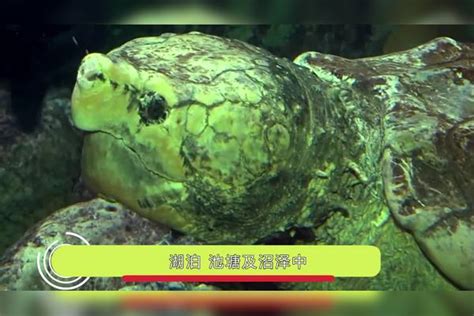 最凶猛的乌龟能一口咬断人的手指你见过它吗 乌龟 手指
