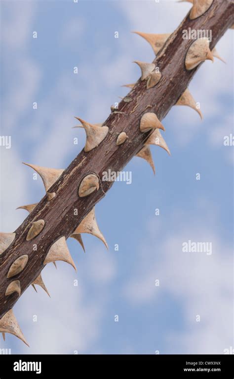 Close Up Of A Rose Climber Stem Showing Sharp Thorns Stock Photo Alamy