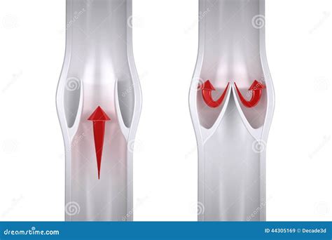 Blood Flow In Vein Cross Section Of Vein Stock Illustration Illustration Of Medicine Artery