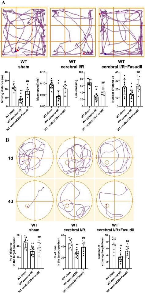 effect of rock inhibitor fasudil on the exploratory behavior deficits