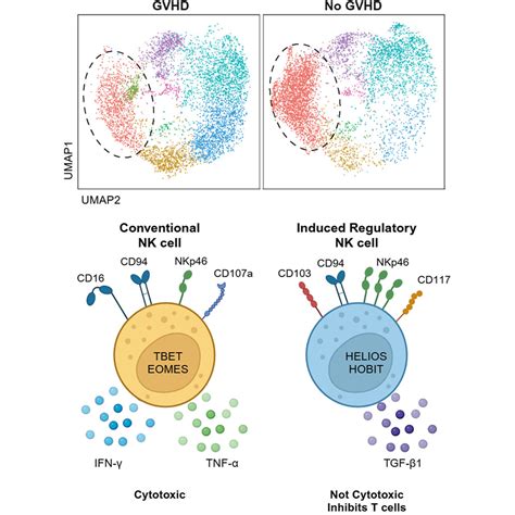 Single Cell Profiling Of Hematopoietic Stem Cell Transplant Recipients