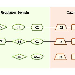 General Structure Of PKCs Download Scientific Diagram